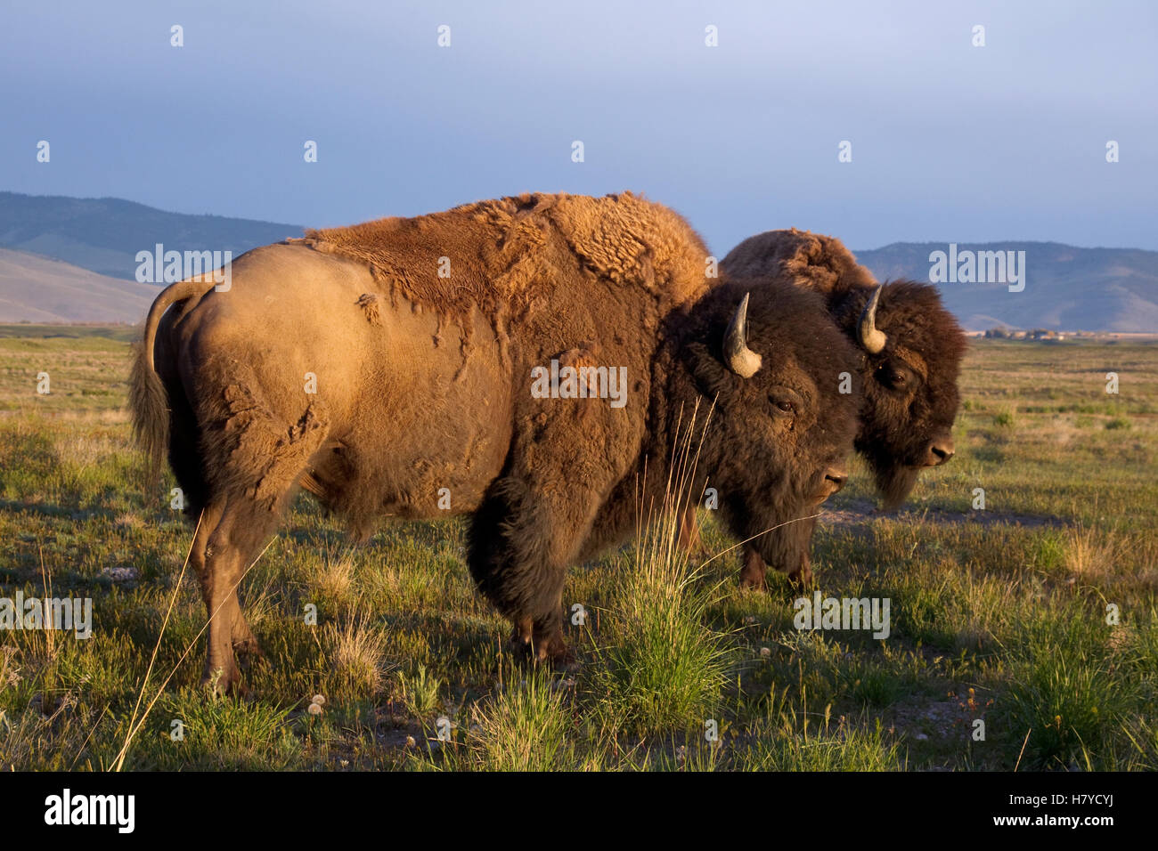 American Bison (Bison bison) bulls, National Bison Range, Moise ...