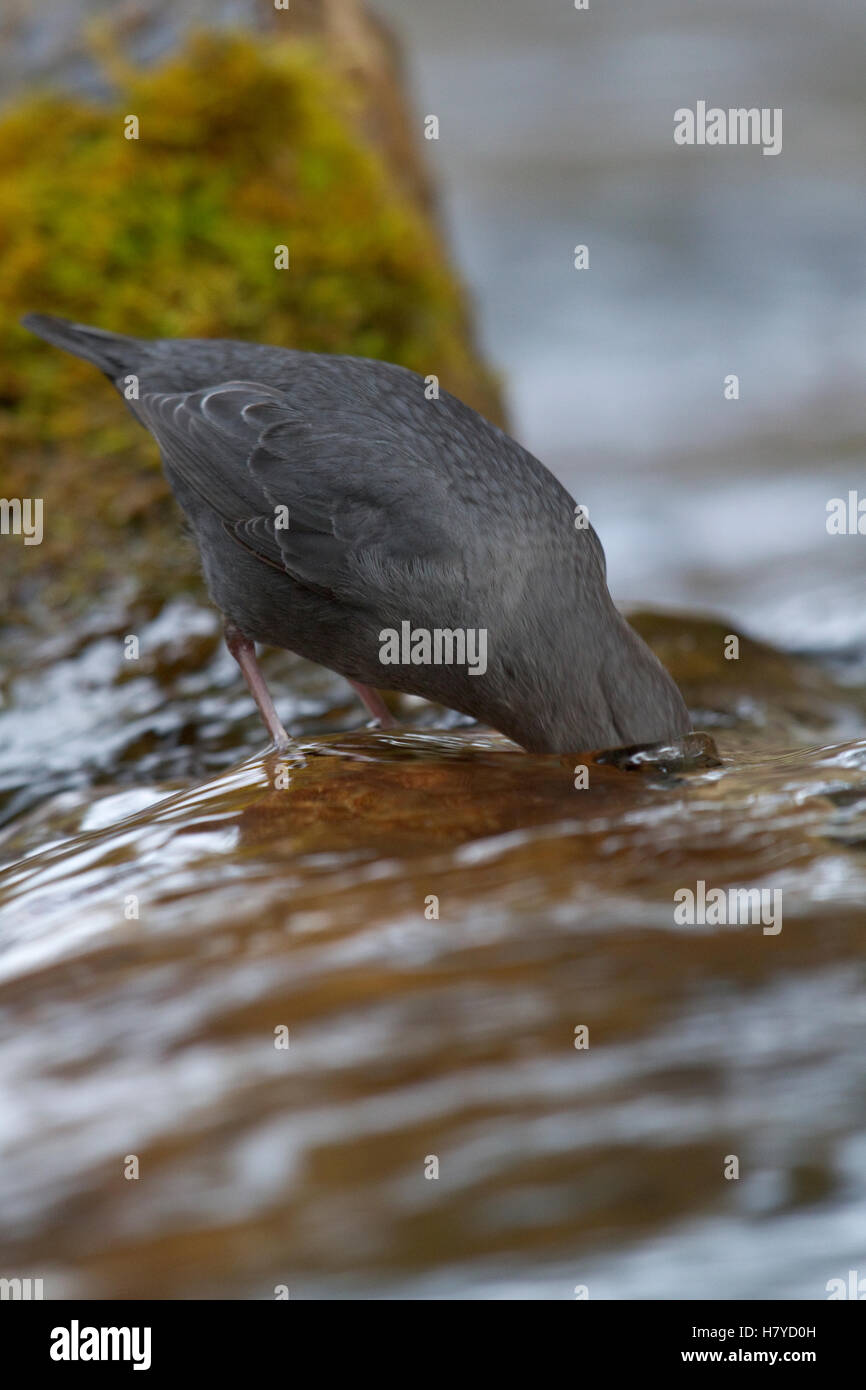 American Dipper (Cinclus mexicanus) looking for food under water ...