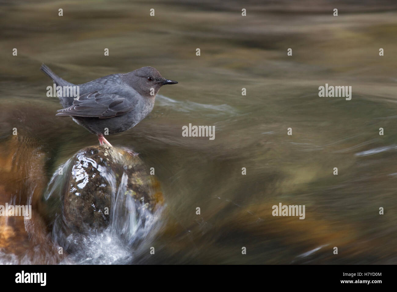 American Dipper (Cinclus mexicanus) sitting on rock in swift moving ...