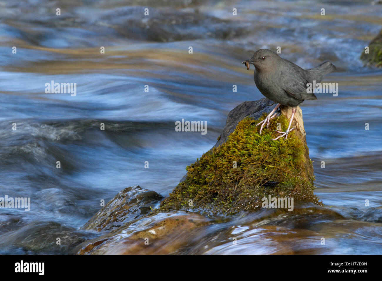 American Dipper (Cinclus mexicanus) eating insect while standing on ...