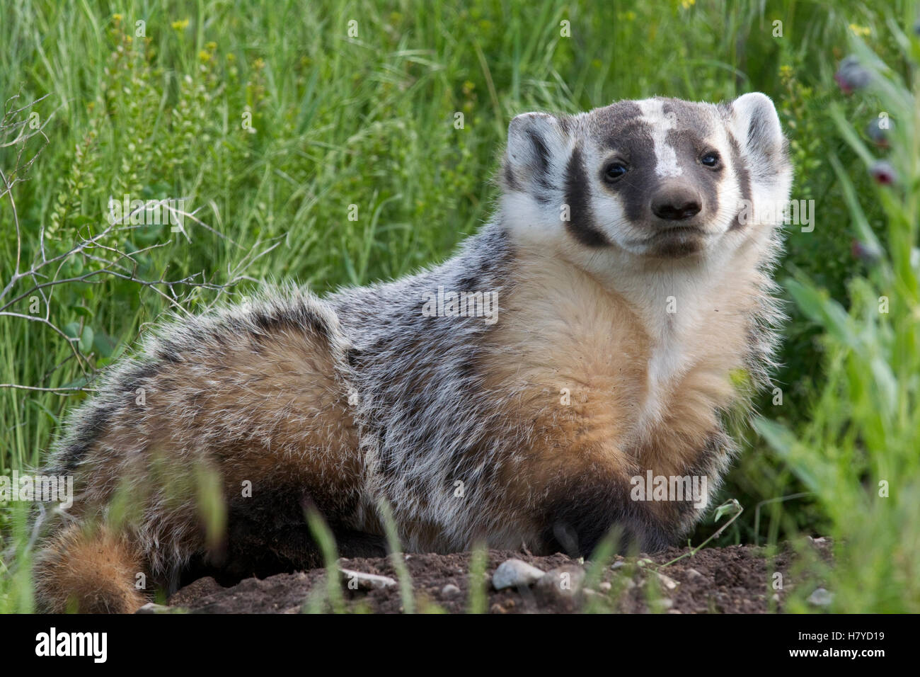 American Badger (Taxidea taxus) at den, western Montana Stock Photo - Alamy