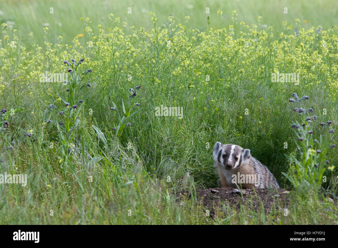 American Badger (Taxidea taxus) at den, western Montana Stock Photo - Alamy