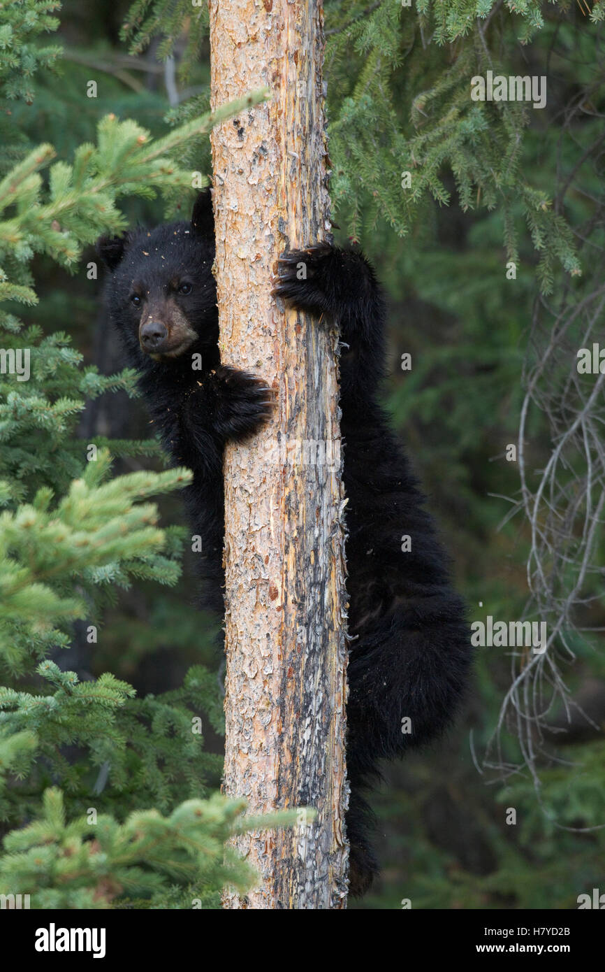 Black Bear (Ursus americanus) yearling cub up in a Lodgepole Pine (Larix laricina), Alberta ...