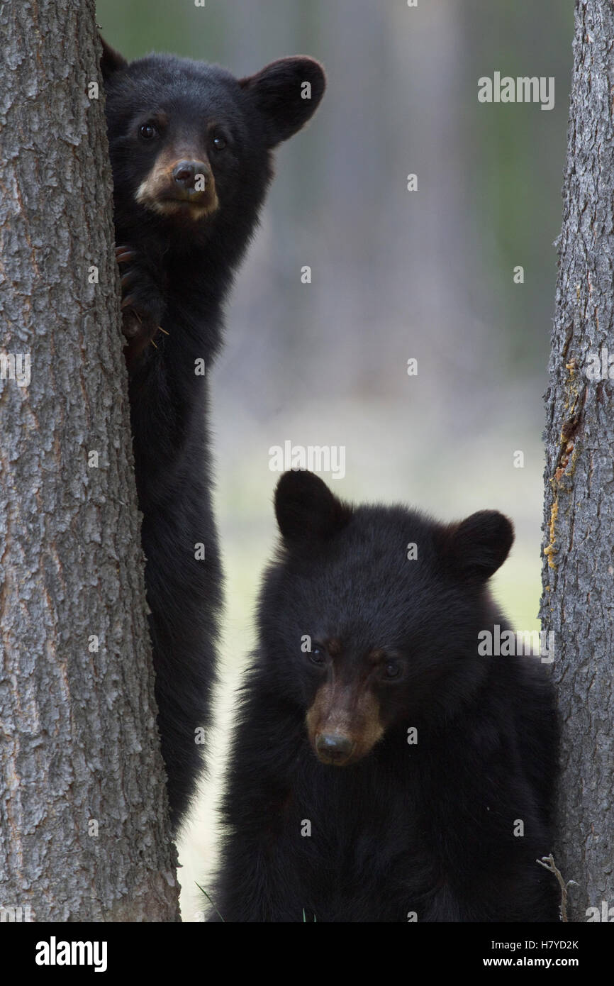 Black Bear (Ursus americanus) yearling cubs at base of spruce tree ...