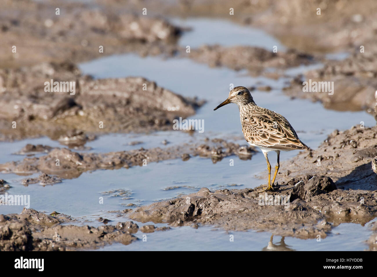 Pectoral Sandpiper (Calidris melanotos), Texas Stock Photo - Alamy