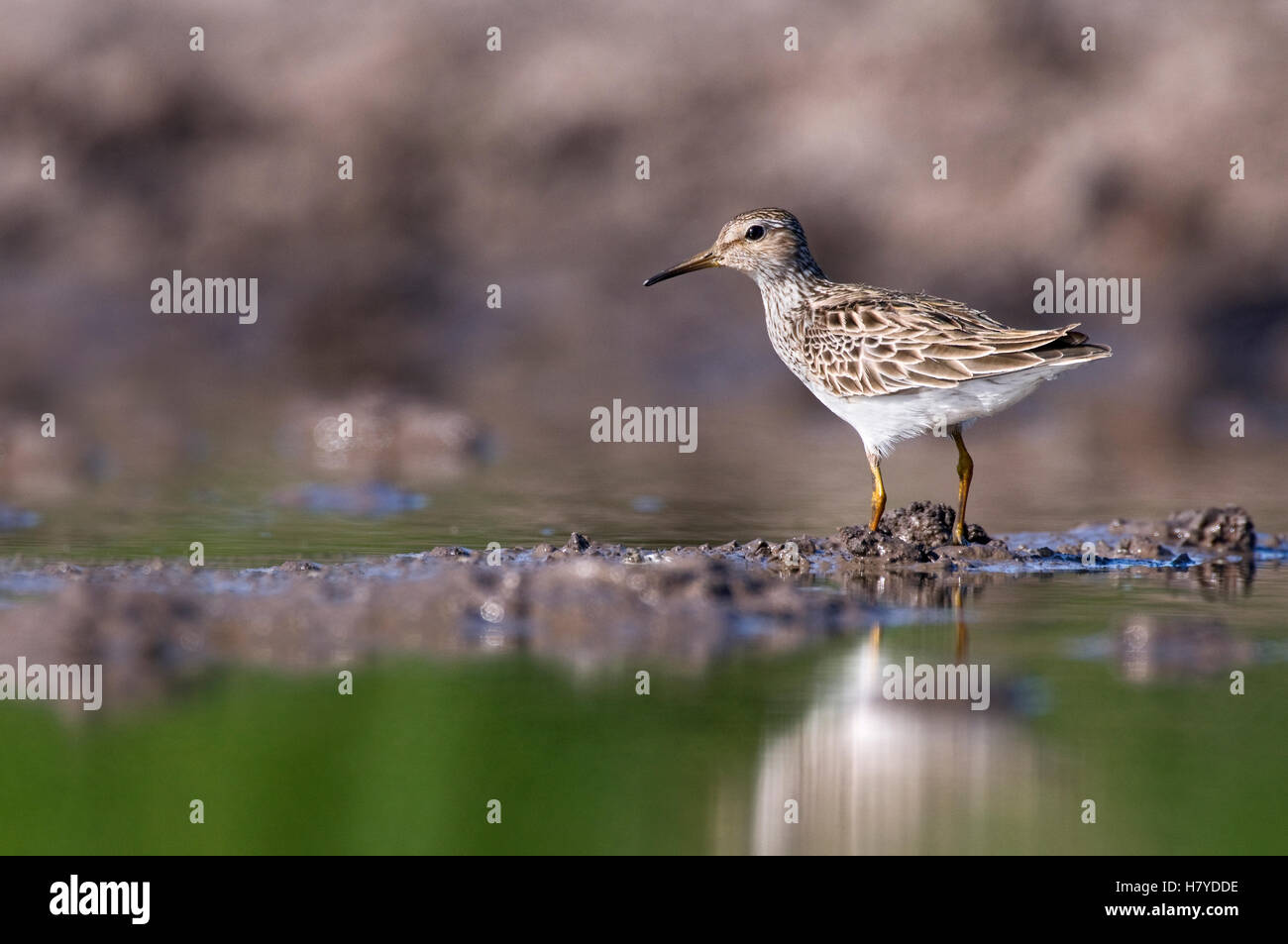 Pectoral Sandpiper (Calidris melanotos), Texas Stock Photo - Alamy