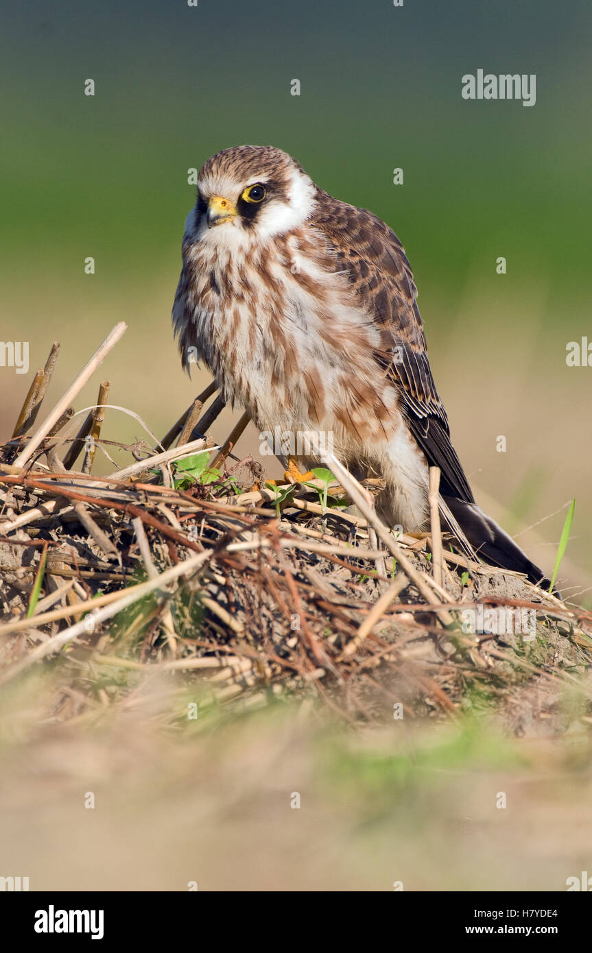 Red-footed Falcon (Falco vespertinus), Lauwersmeer, Friesland ...