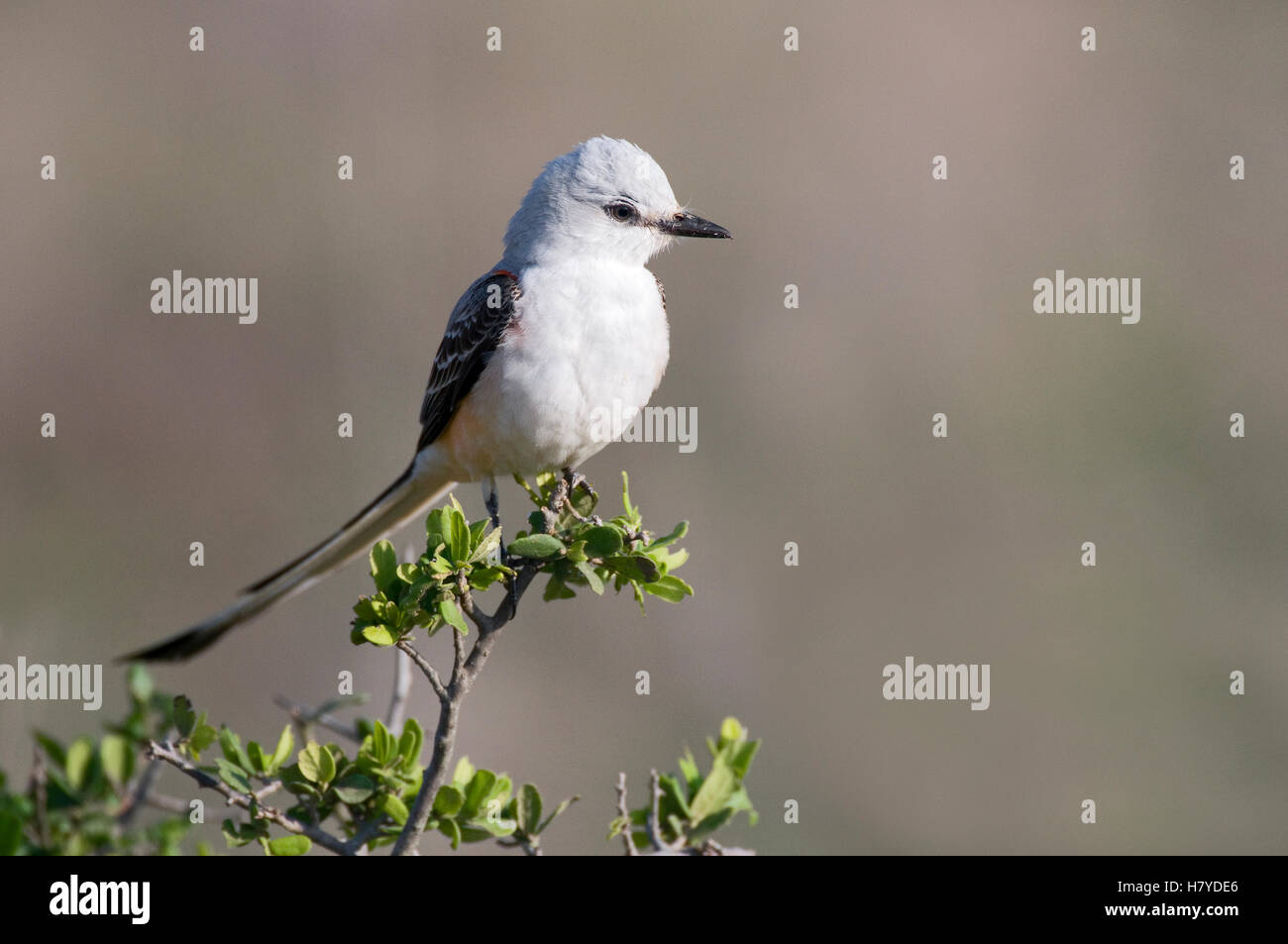 Scissor-tailed Flycatcher (Tyrannus forficatus), Texas Stock Photo - Alamy
