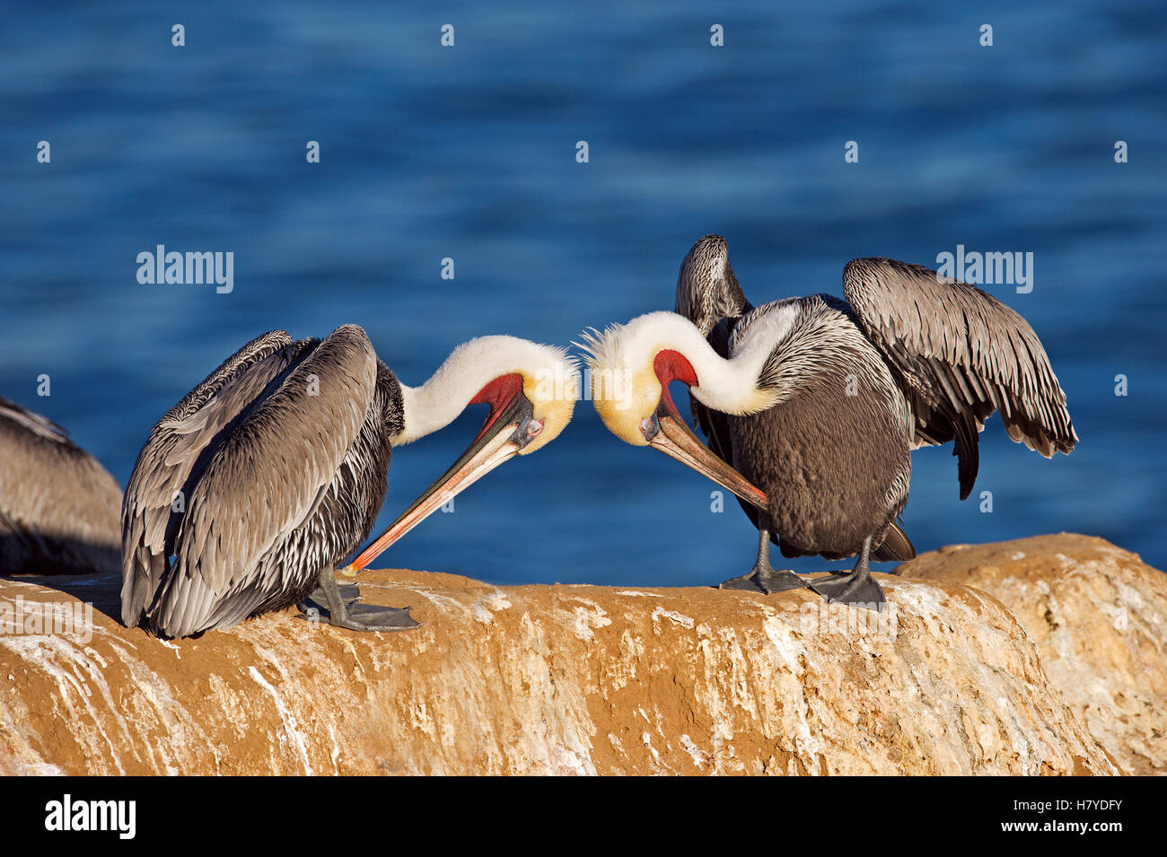 Brown Pelican (Pelecanus occidentalis) pair preening, San Diego ...