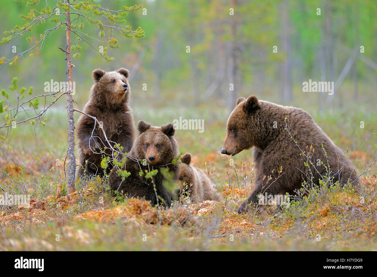 Brown Bear (Ursus arctos) mother and cubs in bog, Finland Stock Photo ...