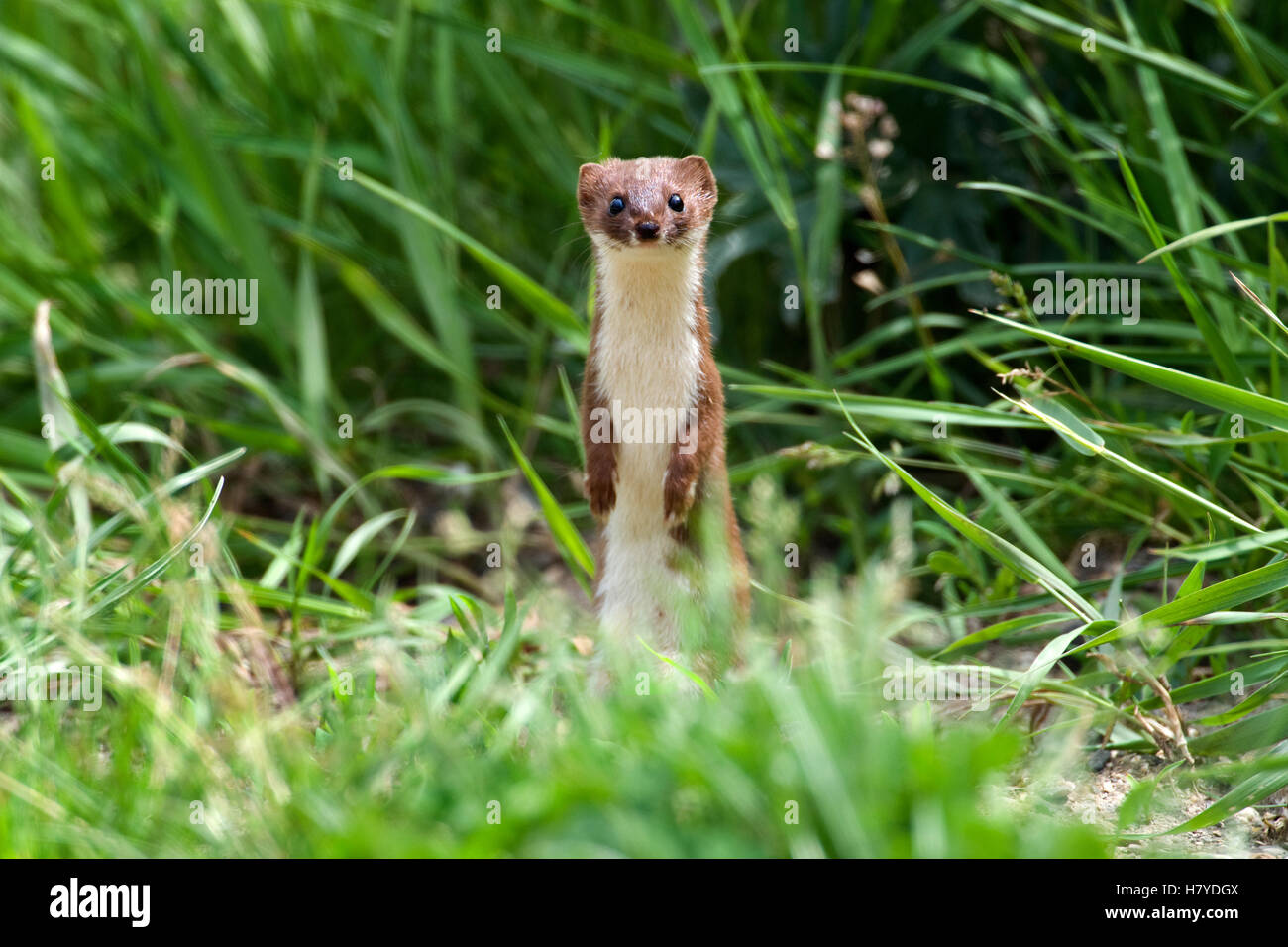Least Weasel (Mustela nivalis) standing, Hungary Stock Photo - Alamy