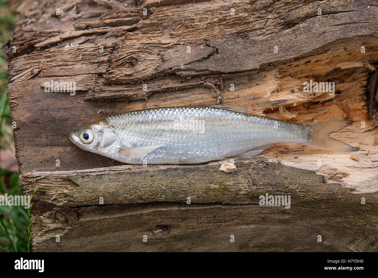 Freshwater fish just taken from the water. Bleak fish on natural ...