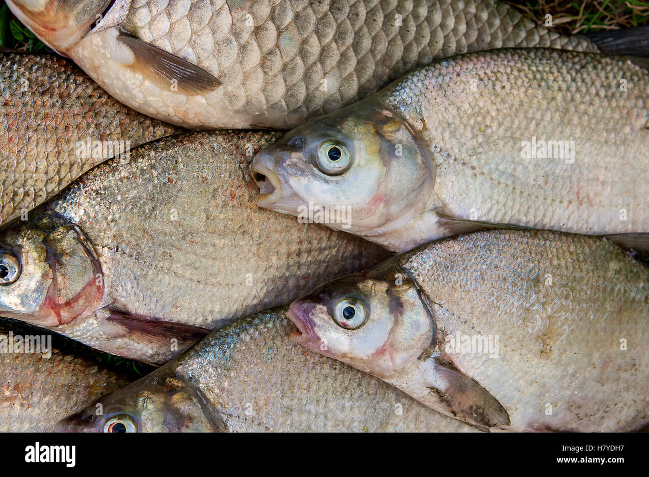 Freshwater fish just taken from the water. Pile of the catching ...
