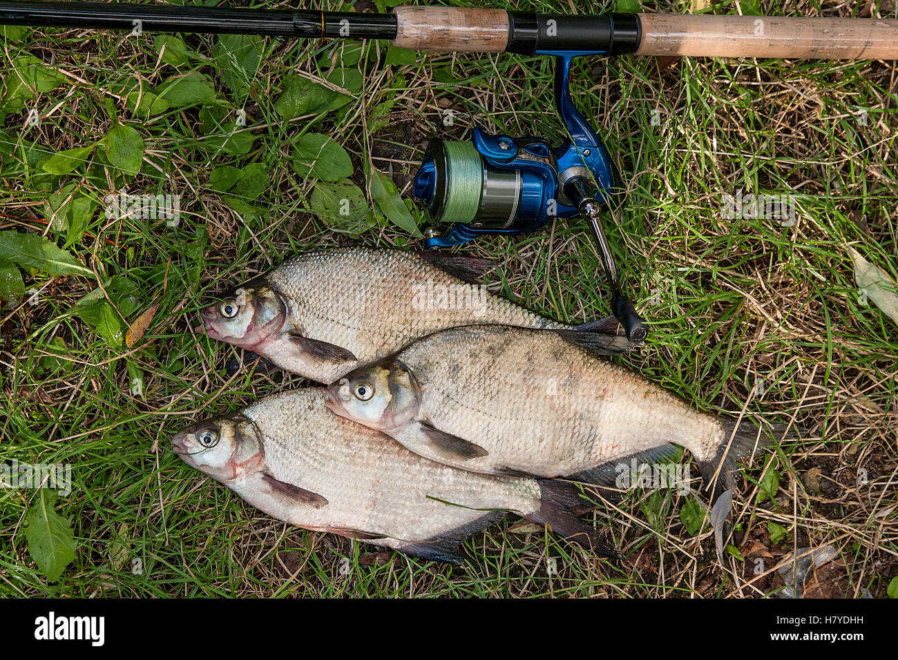 Freshwater fish just taken from the water. Catching freshwater fish and ...