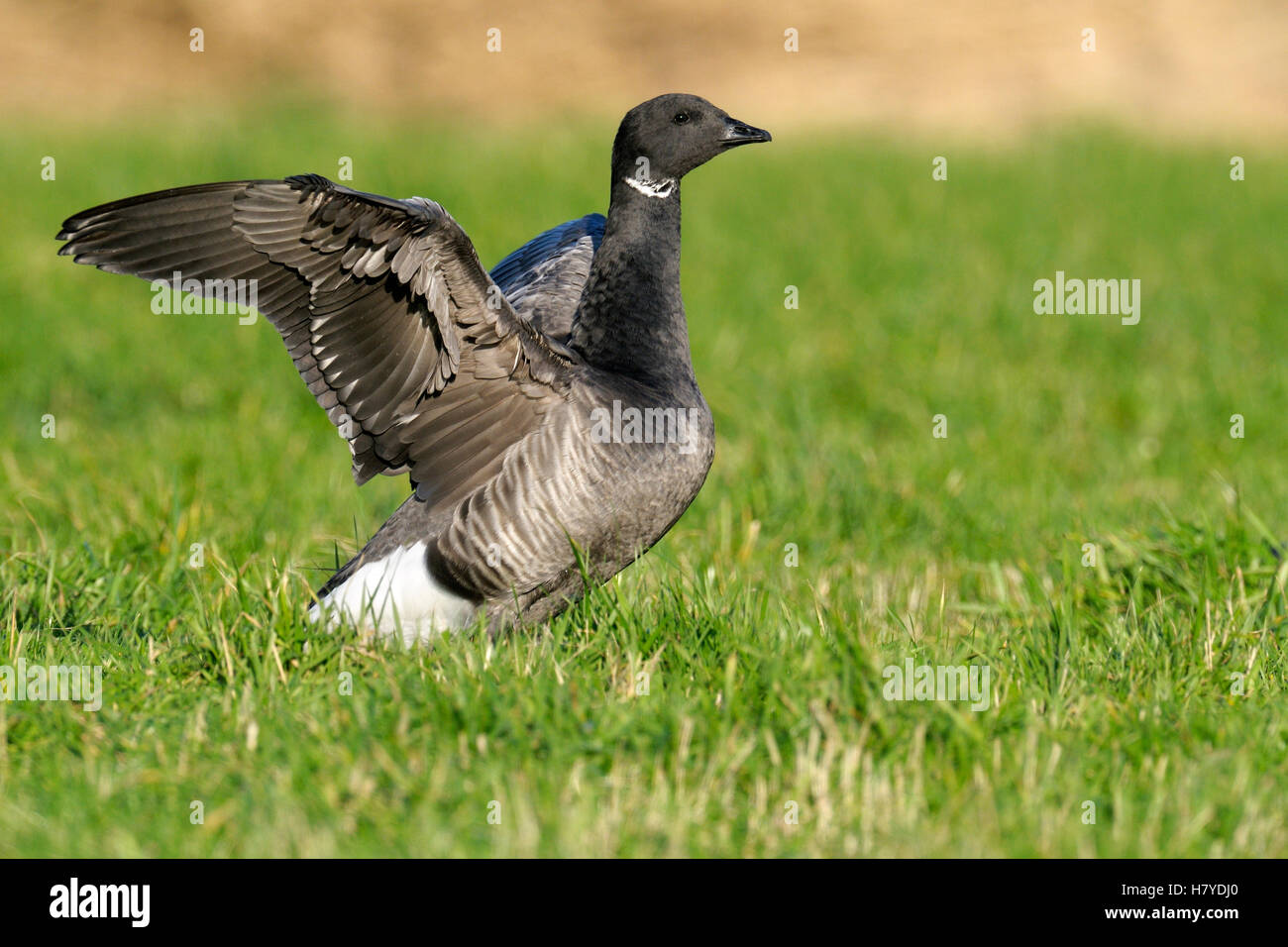 Brant (Branta bernicla) stretching its wings, Den Helder, Noord-Holland ...