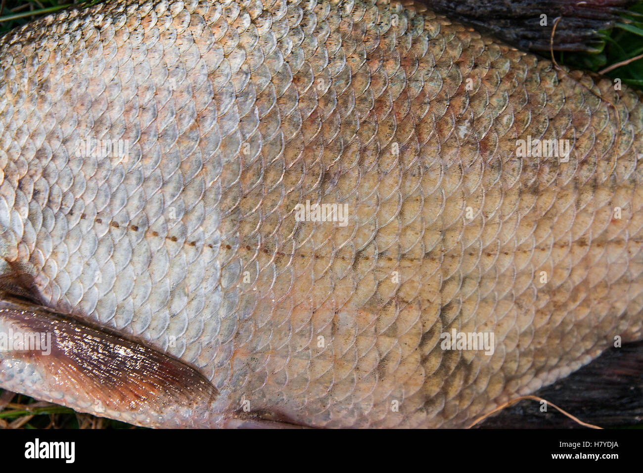 Close up view of the freshwater common bream fish just taken from the ...