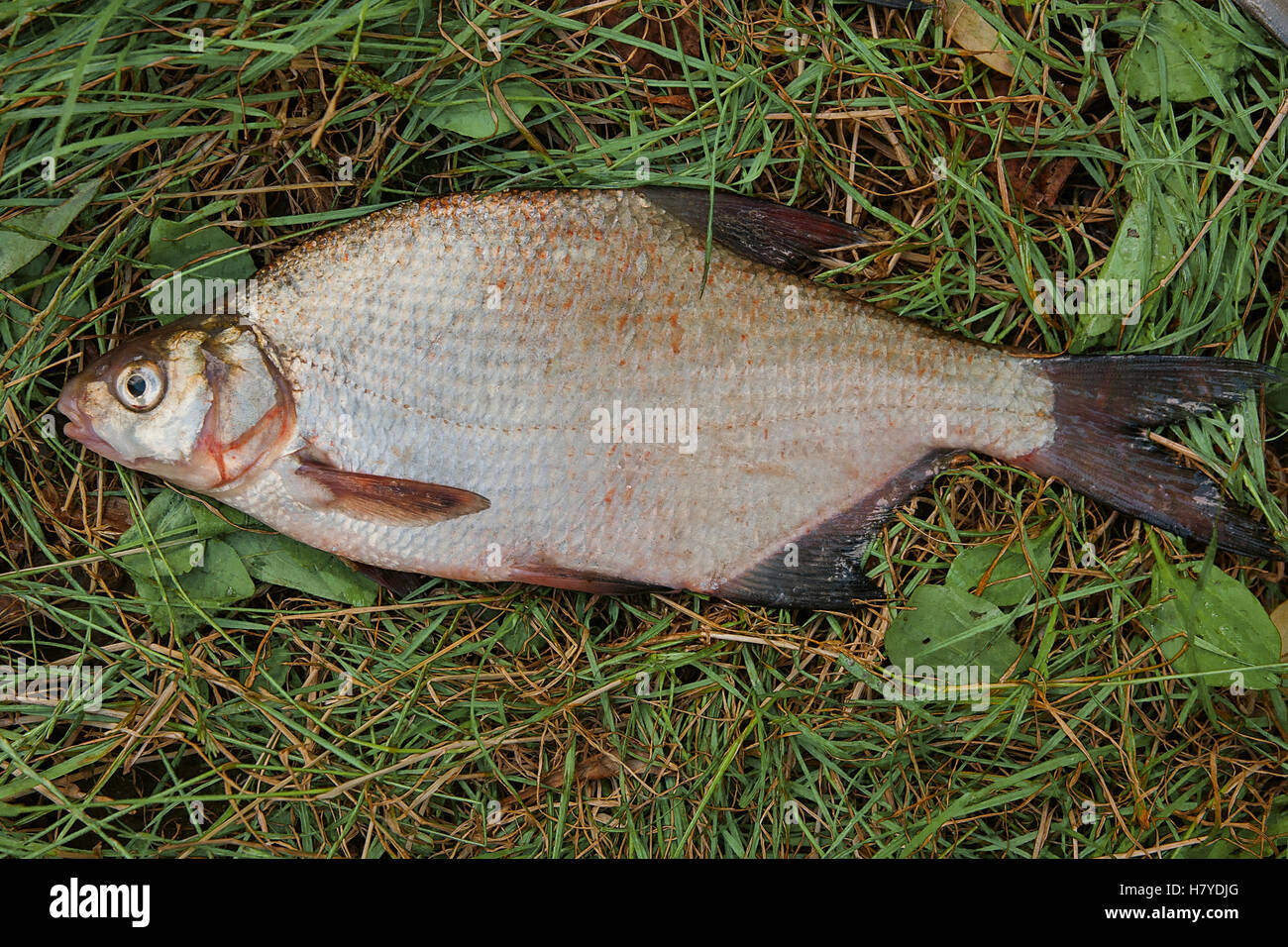 Freshwater fish just taken from the water. Several bream fish on green ...