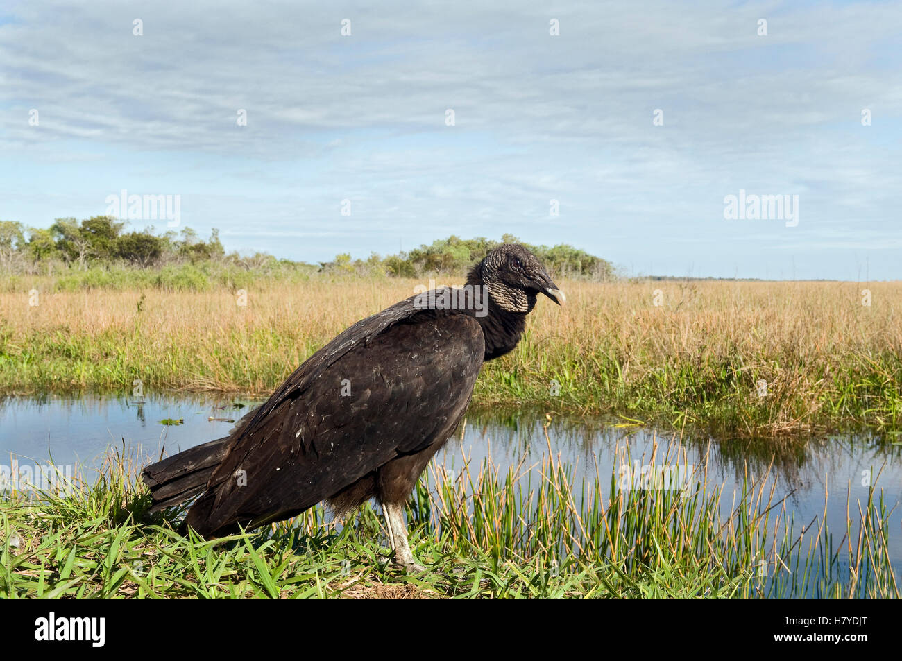 American Black Vulture (Coragyps atratus), Everglades National Park ...