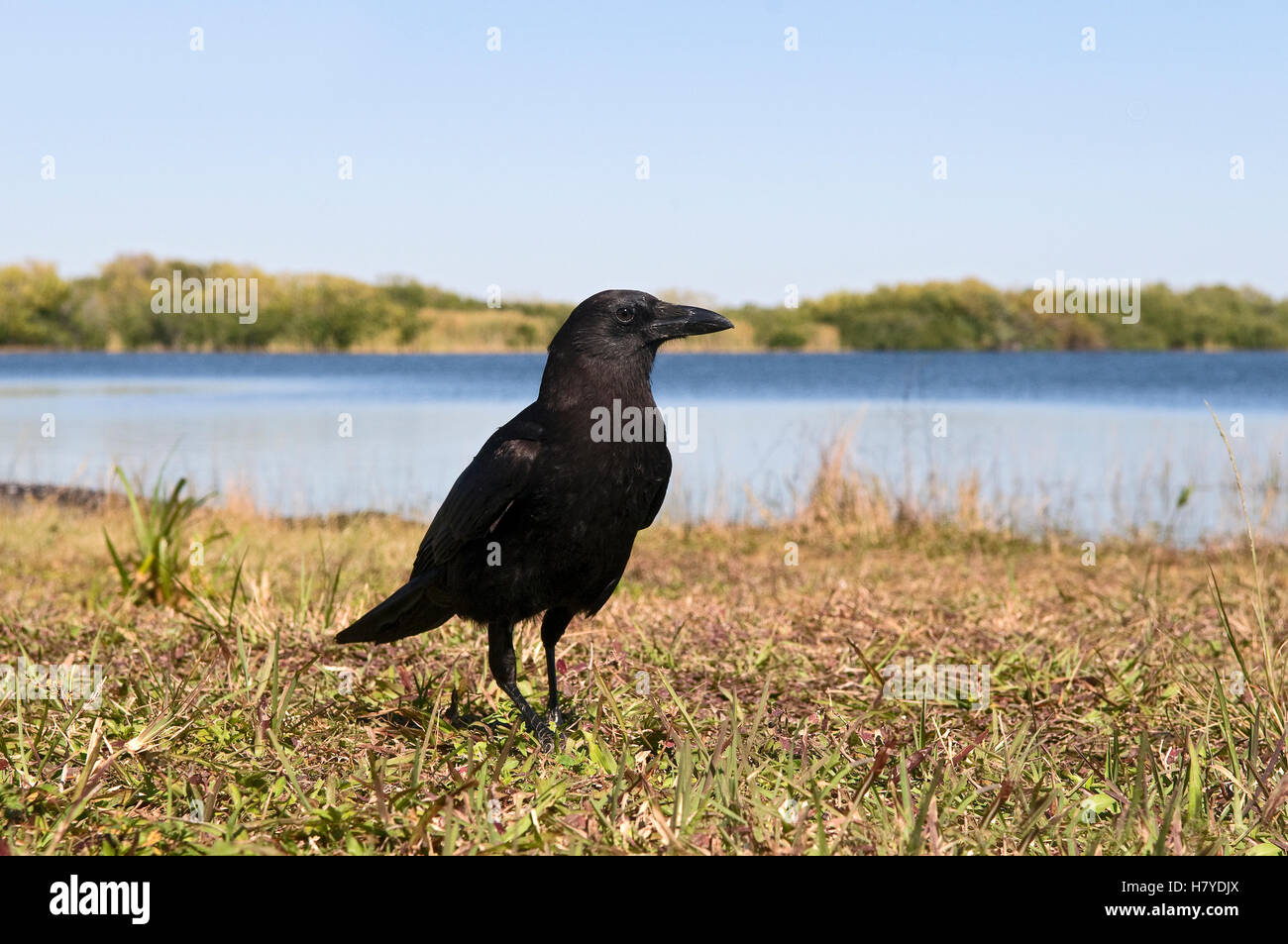 American Crow (Corvus brachyrhynchos), Everglades National Park ...
