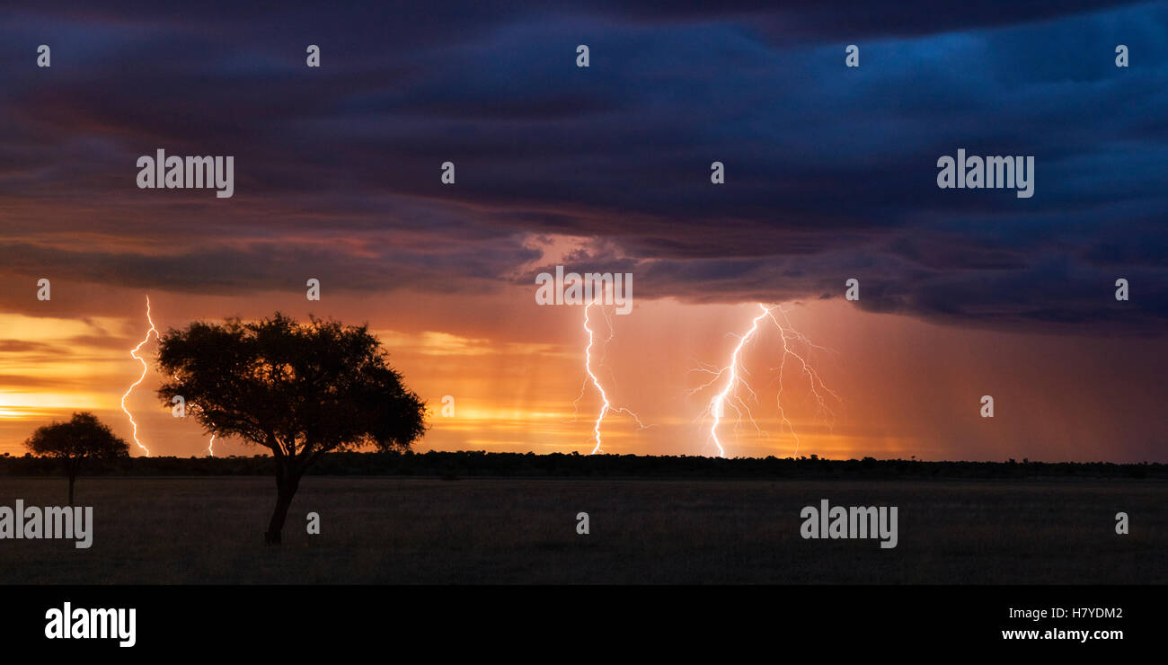 Thunder storm with lightning bolts at sunset over Kalahari, Khutse Game ...