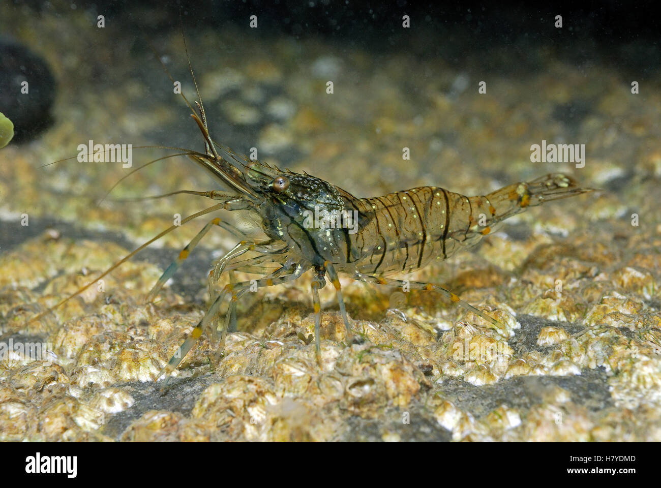 Rockpool Prawn (Palaemon elegans), North Sea Stock Photo - Alamy