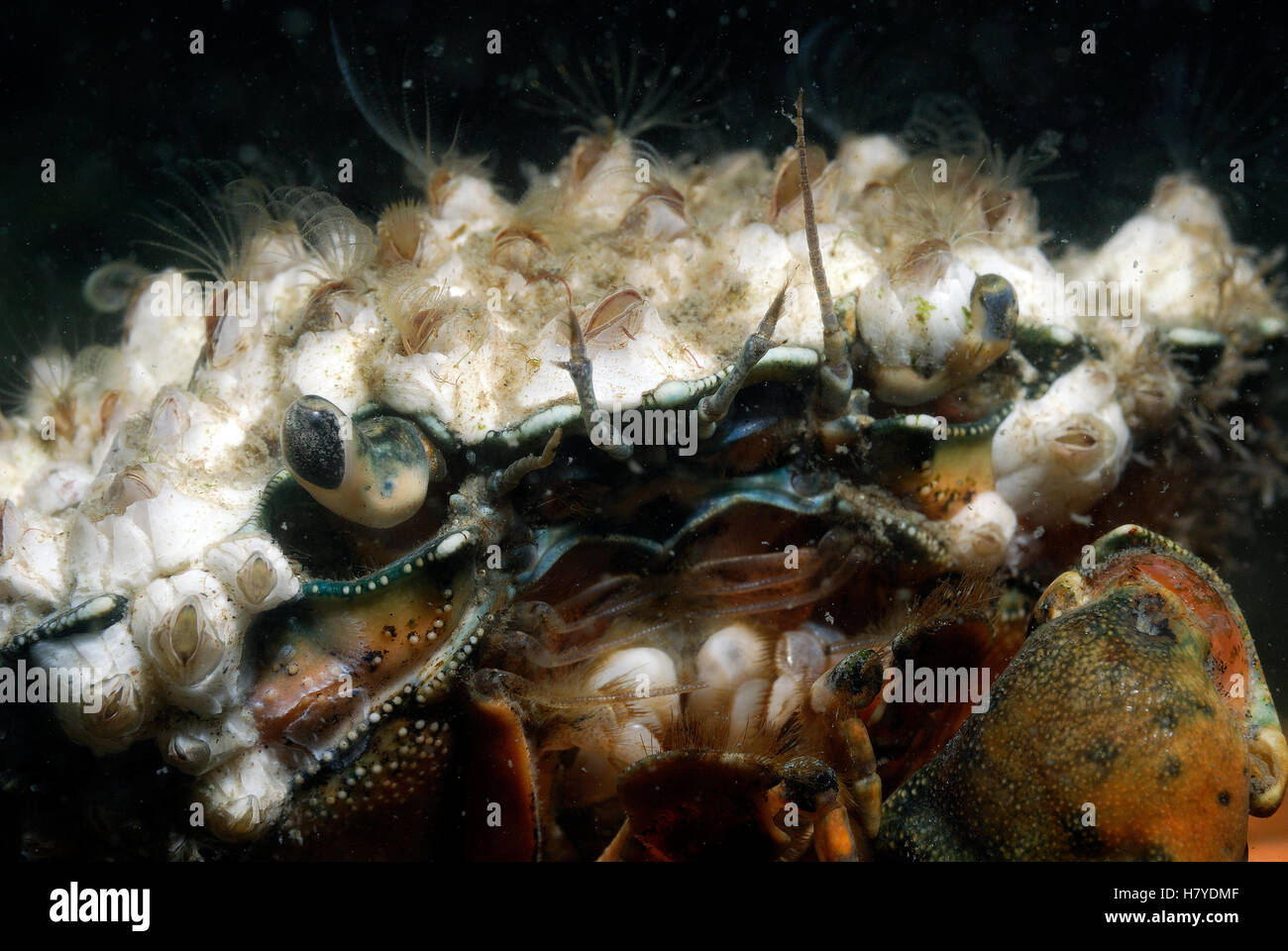 Common Shore Crab (Carcinus maenas) with Northern Acorn Barnacle ...