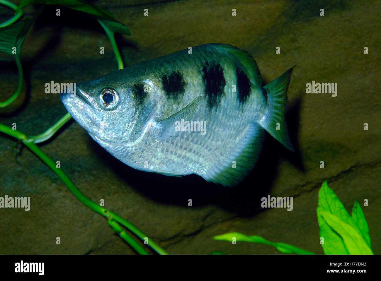 Banded Archerfish (Toxotes jaculator), Indonesia Stock Photo - Alamy