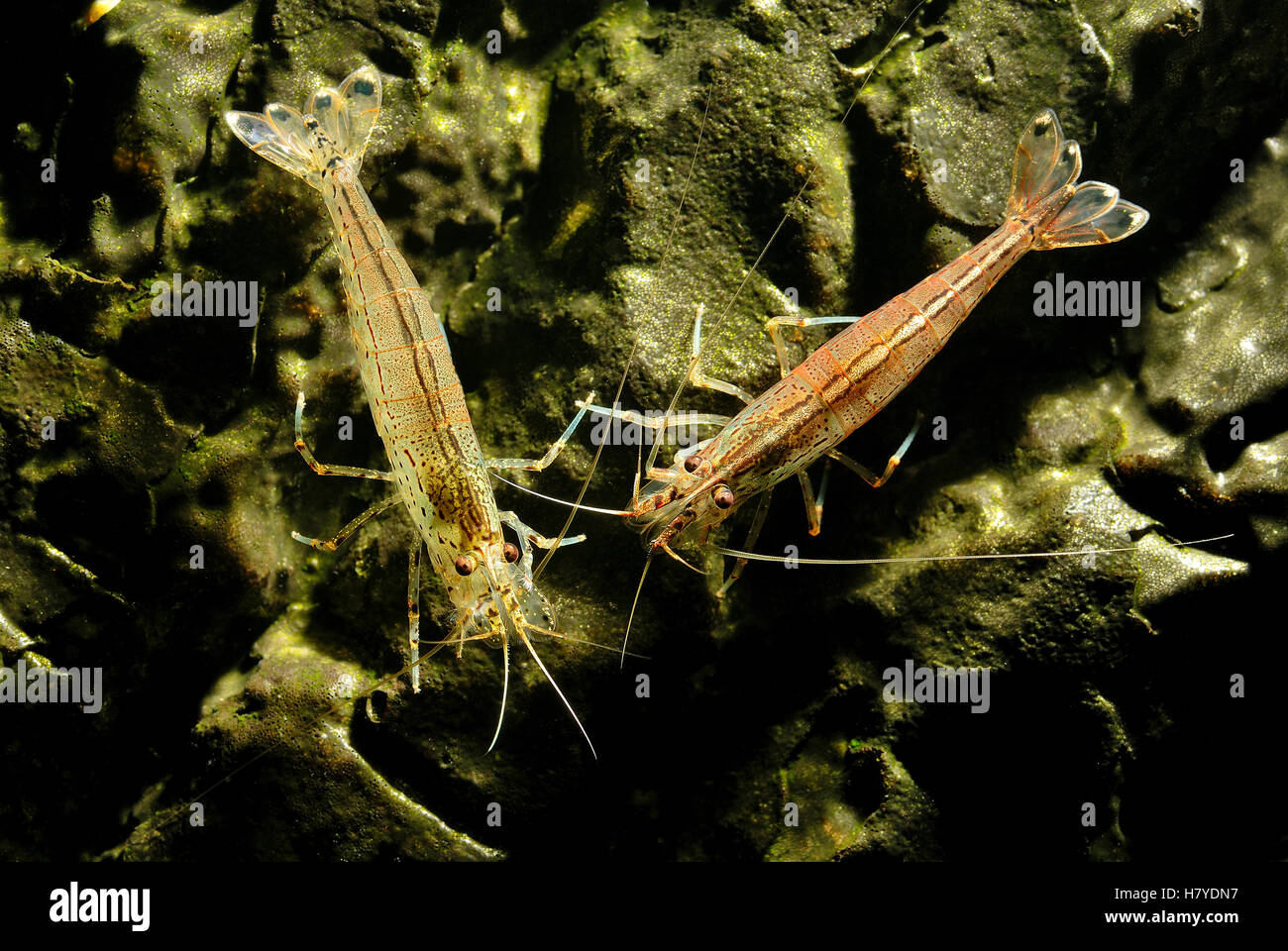 Eastern Grass Shrimp (Palaemonetes paludosus) pair Stock Photo - Alamy