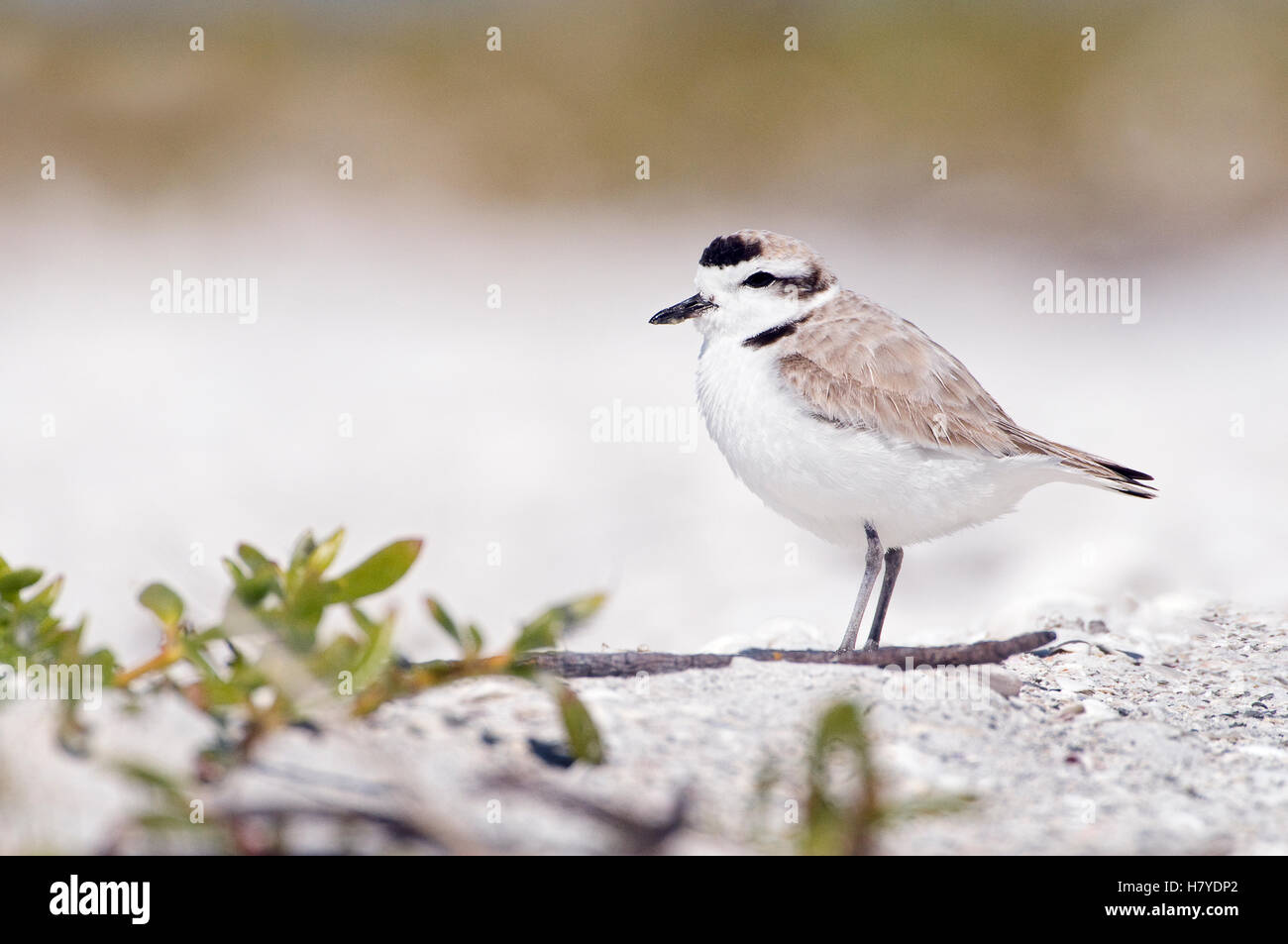 Snowy Plover (Charadrius nivosus) standing on beach, Marco Island ...
