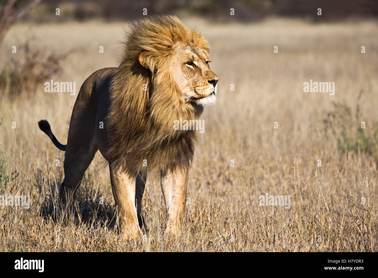 African Lion (Panthera leo) male, Khutse Game Reserve, Botswana Stock ...