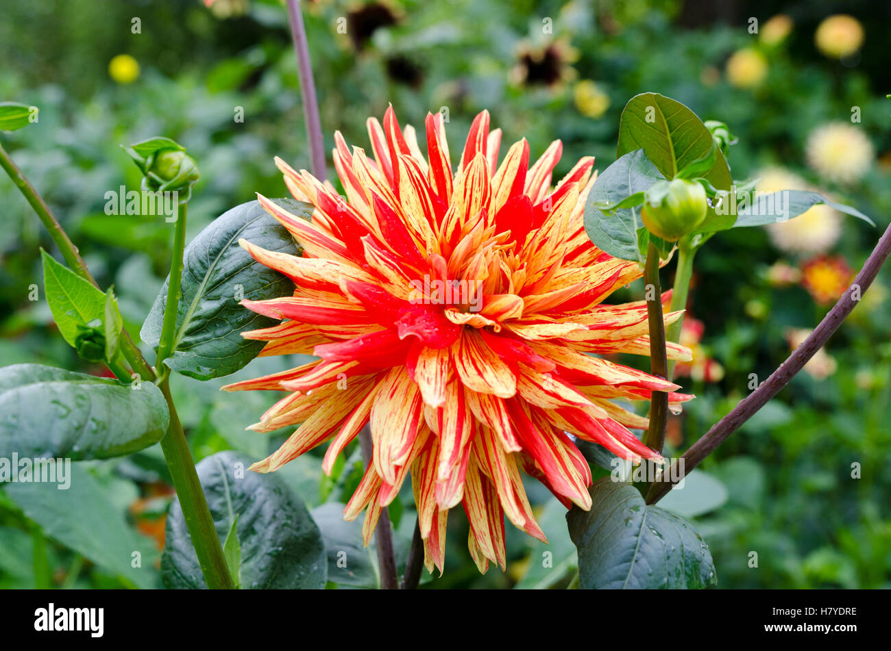 Dahlia vulcan hi-res stock photography and images - Alamy