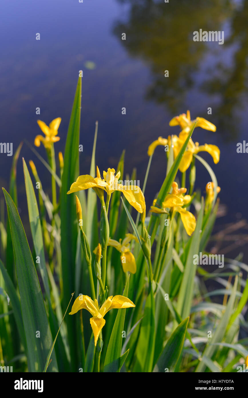 Yellow flag flowers hi-res stock photography and images - Alamy
