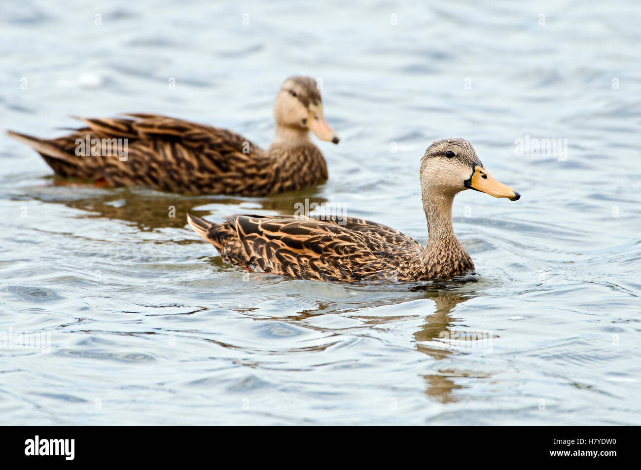 Mottled Duck (Anas fulvigula) pair, Florida Stock Photo - Alamy