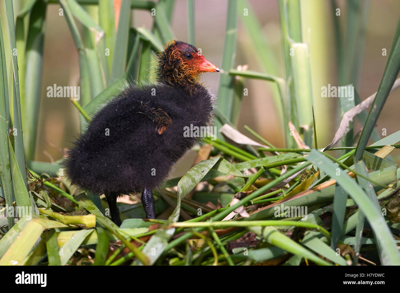 Coot (Fulica atra) chick standing on nest, Leeuwarden, Friesland ...