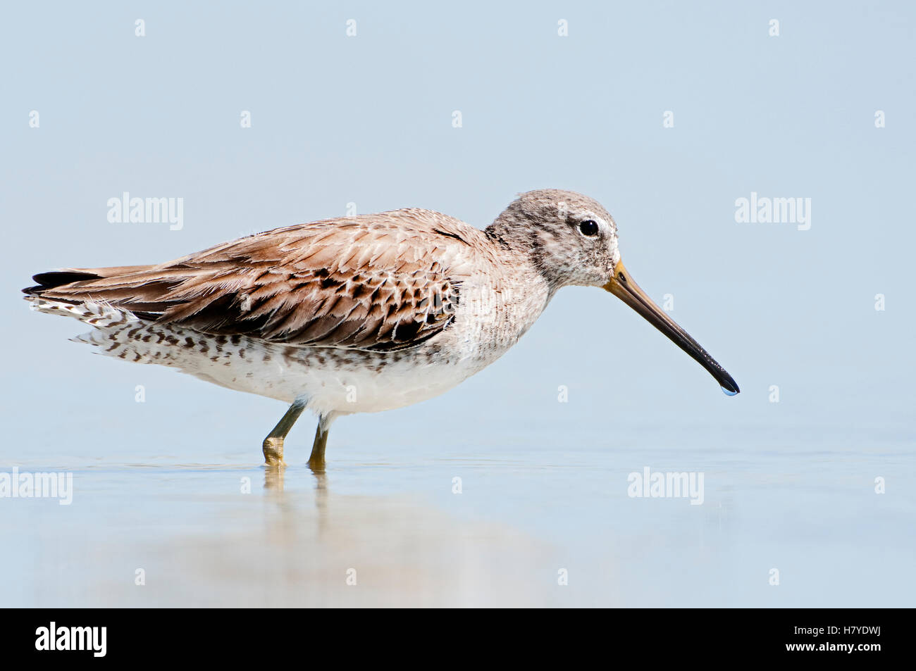 Short-billed Dowitcher (Limnodromus griseus) wading, Florida Stock ...
