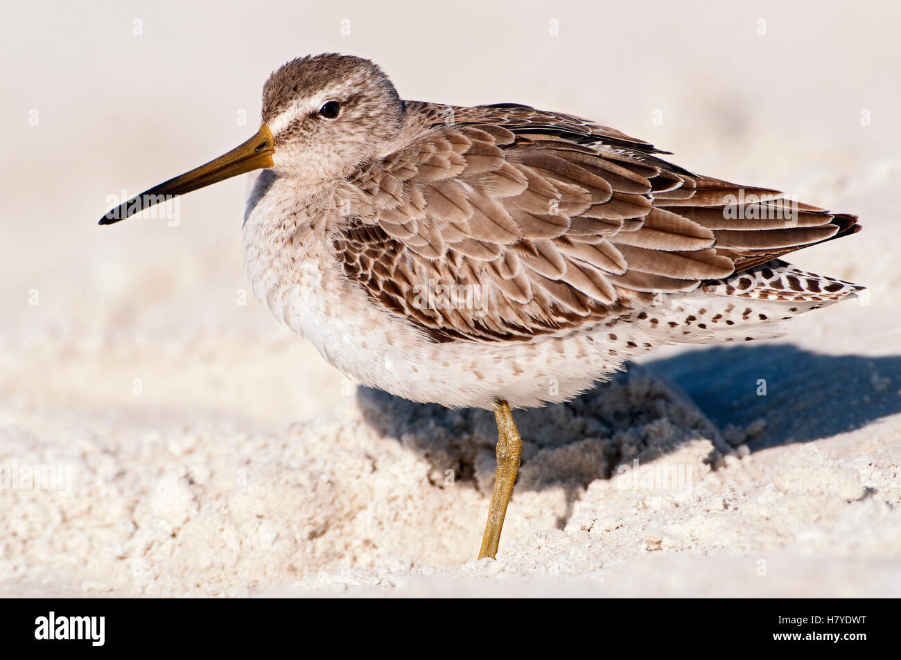 Short-billed Dowitcher (Limnodromus griseus) on beach, Florida Stock ...