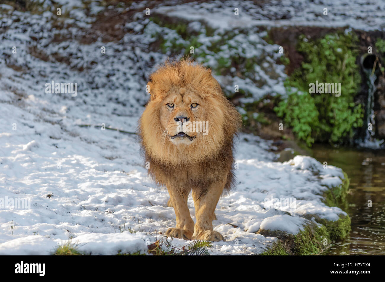 Male Lion in the winter snow Stock Photo - Alamy