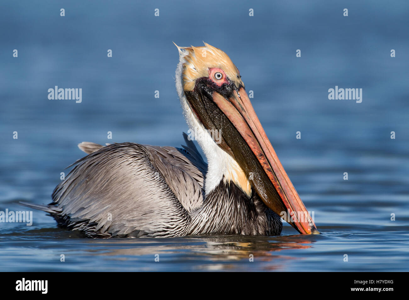 Brown Pelican (Pelecanus occidentalis), Marco Island, Florida Stock ...