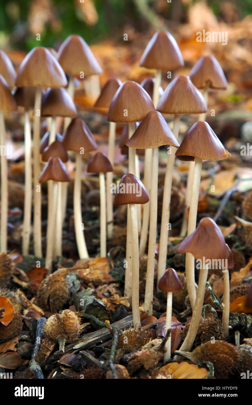 Conical Brittlestem (Psathyrella conopilus) mushrooms, Ommen ...