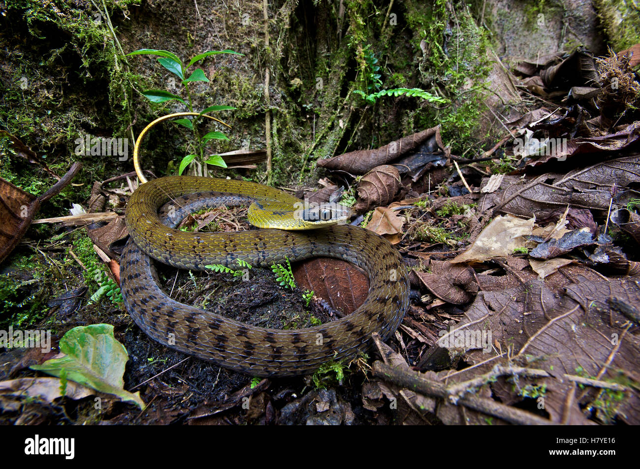 Black-naped Forest Racer (Dendrophidion nuchale), Mindo, Ecuador Stock ...