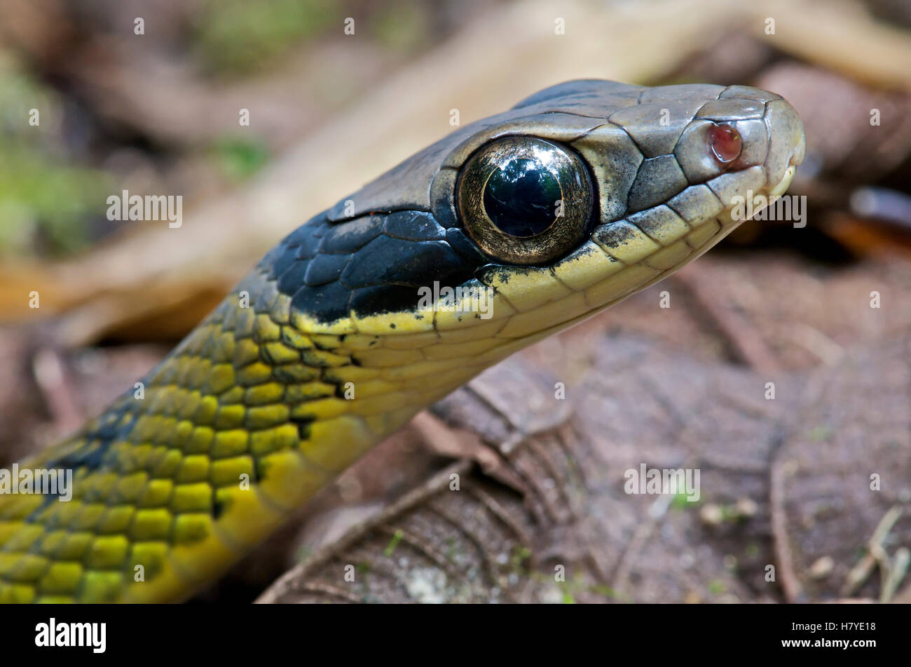 Black-naped Forest Racer (Dendrophidion nuchale), Mindo, Ecuador Stock ...