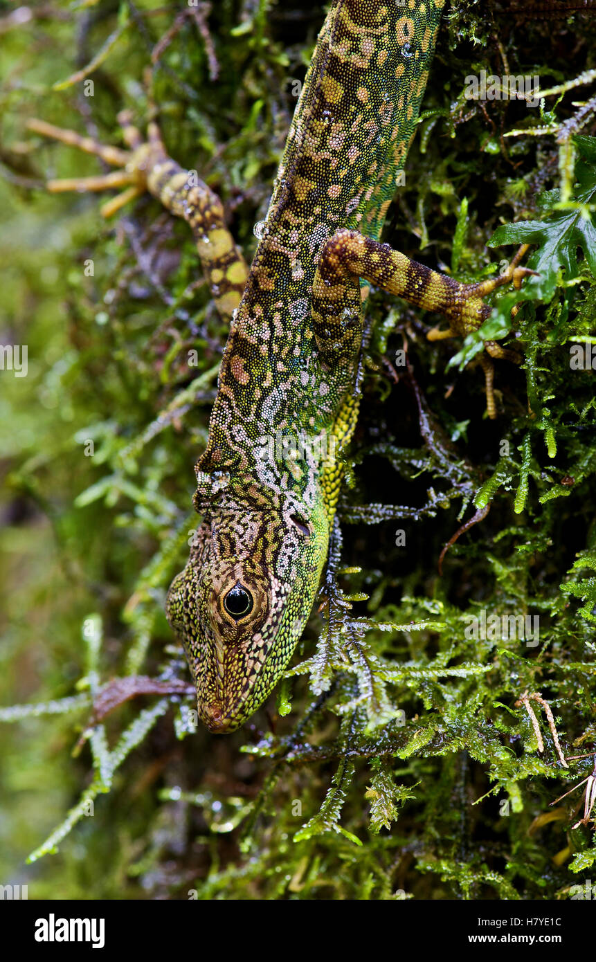 Equatorial Anole (Anolis aequatorialis) on mossy tree trunk, Mindo ...