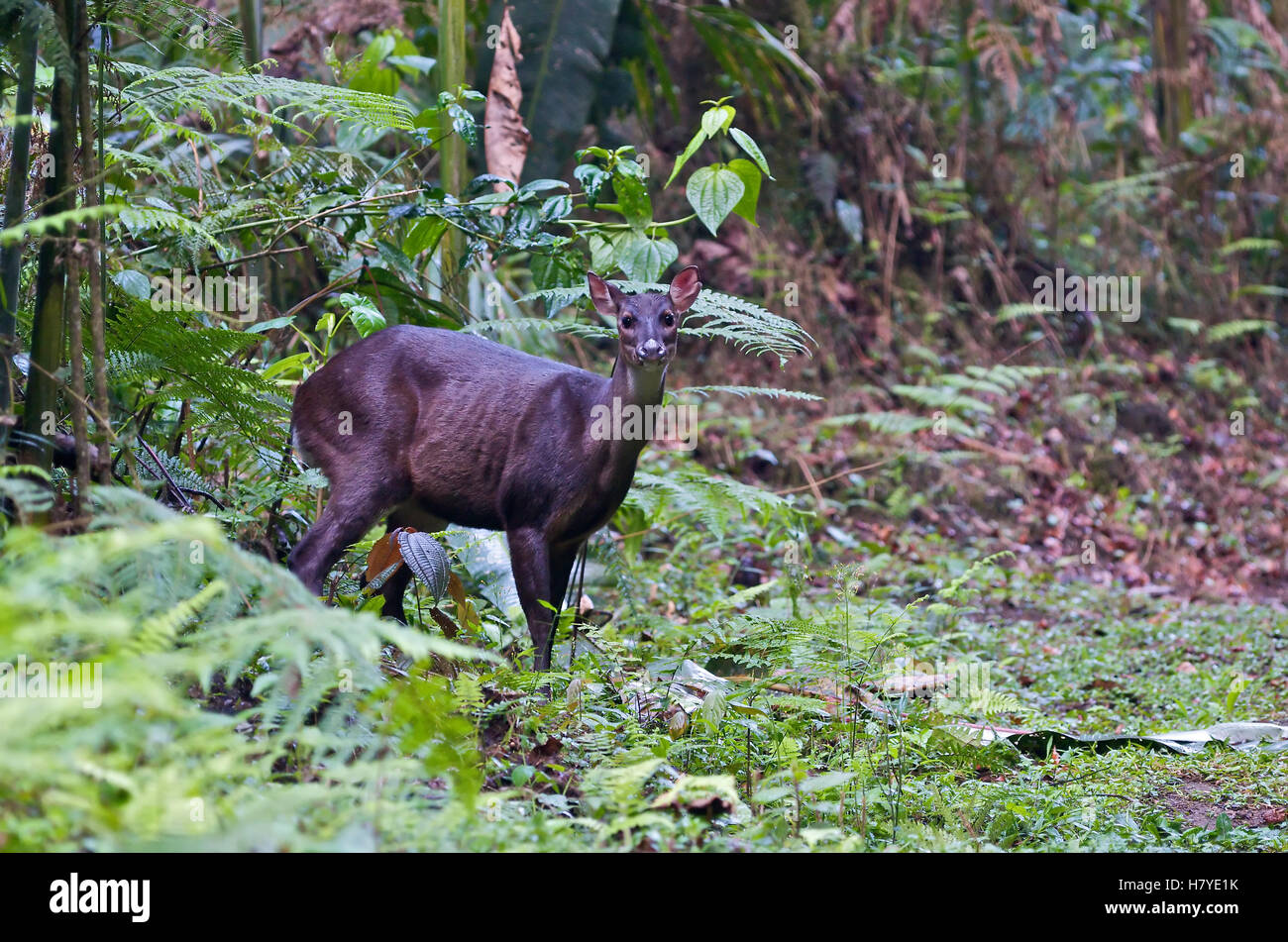 Red Brocket Deer (Mazama americana) doe at edge of a cloud forest track ...