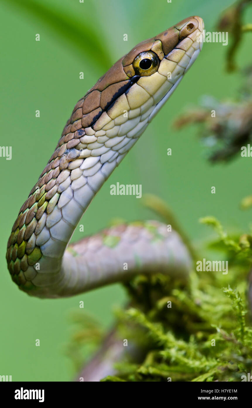 Copper Parrot Snake (Leptophis cupreus), Mindo, Ecuador Stock Photo - Alamy