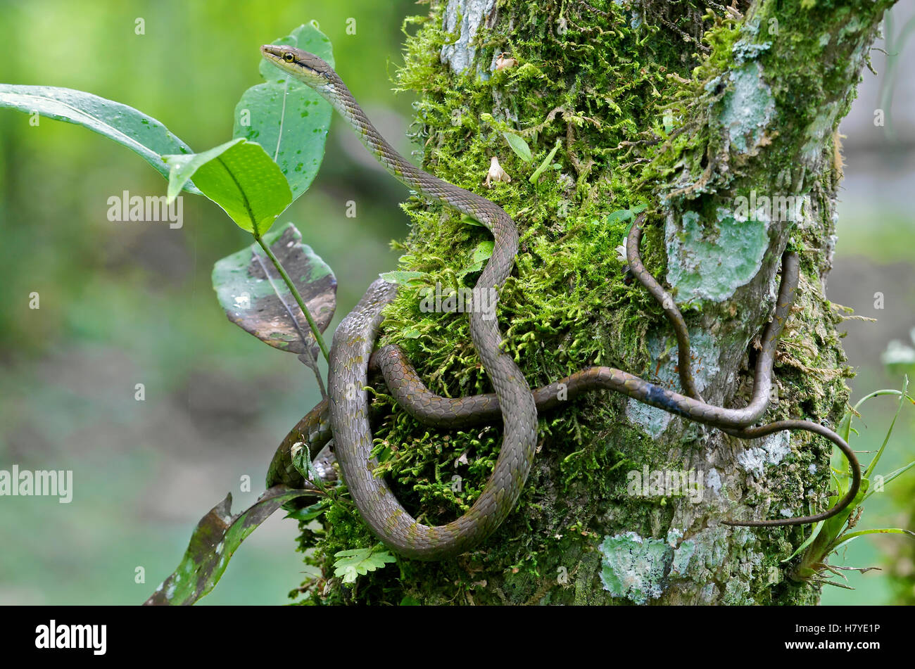 Copper Parrot Snake (Leptophis cupreus), Mindo, Ecuador Stock Photo - Alamy