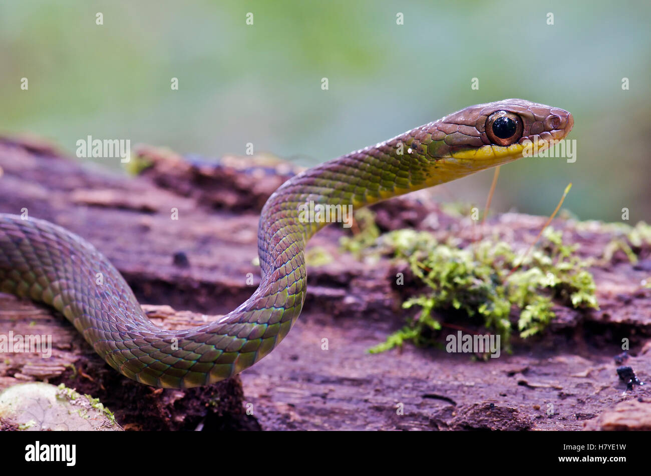 Gunther's Forest Racer (Dendrophidion brunneus), Mindo, Ecuador Stock ...