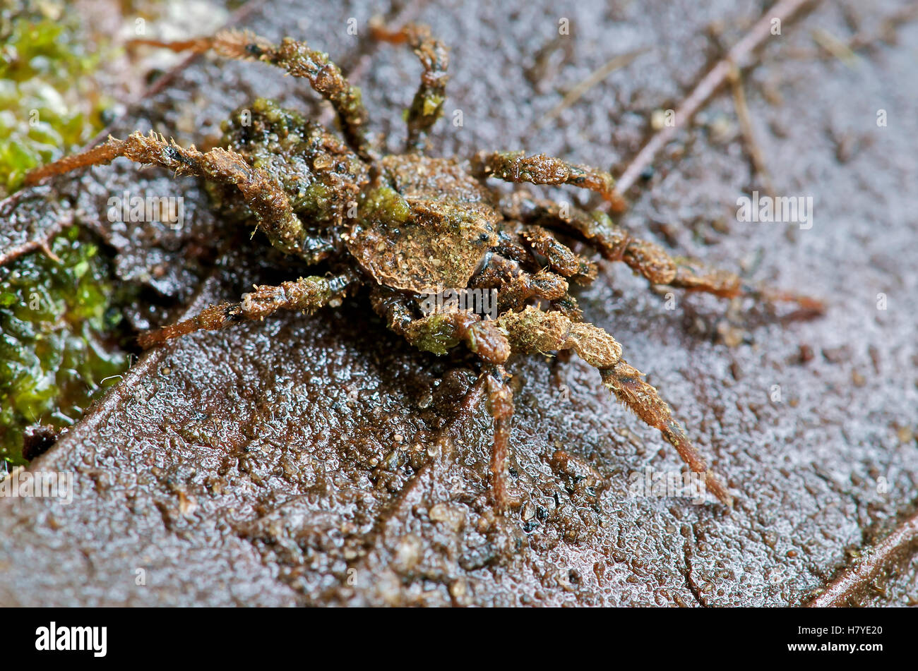 Bald-legged Spider (Paratropis sp) with concealing cloak of dirt and ...