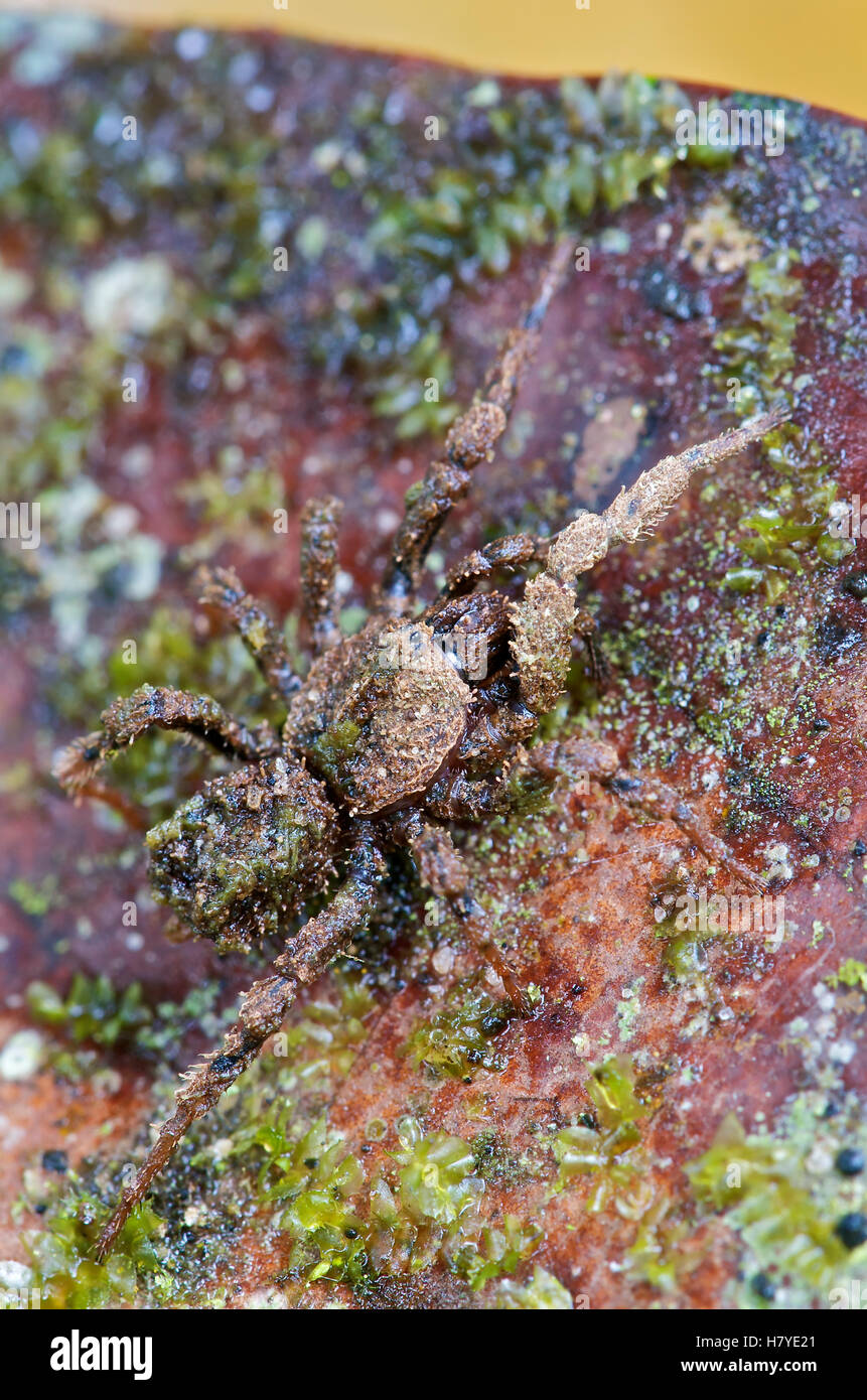 Bald-legged Spider (Paratropis sp) with concealing cloak of dirt and ...