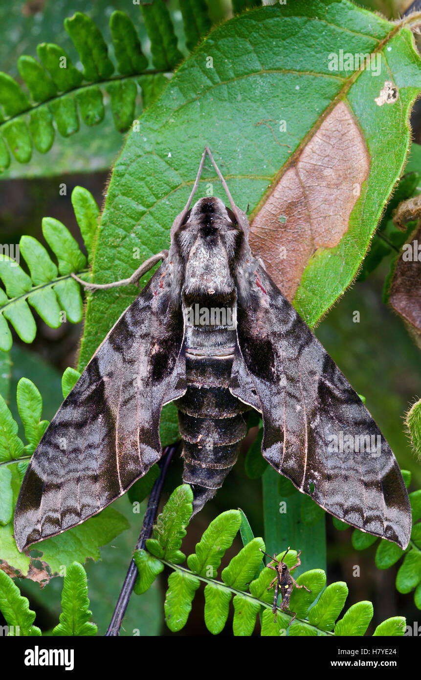 Hawk Moth (Sphingidae) on west slope of Andes, Mindo, Ecuador Stock ...