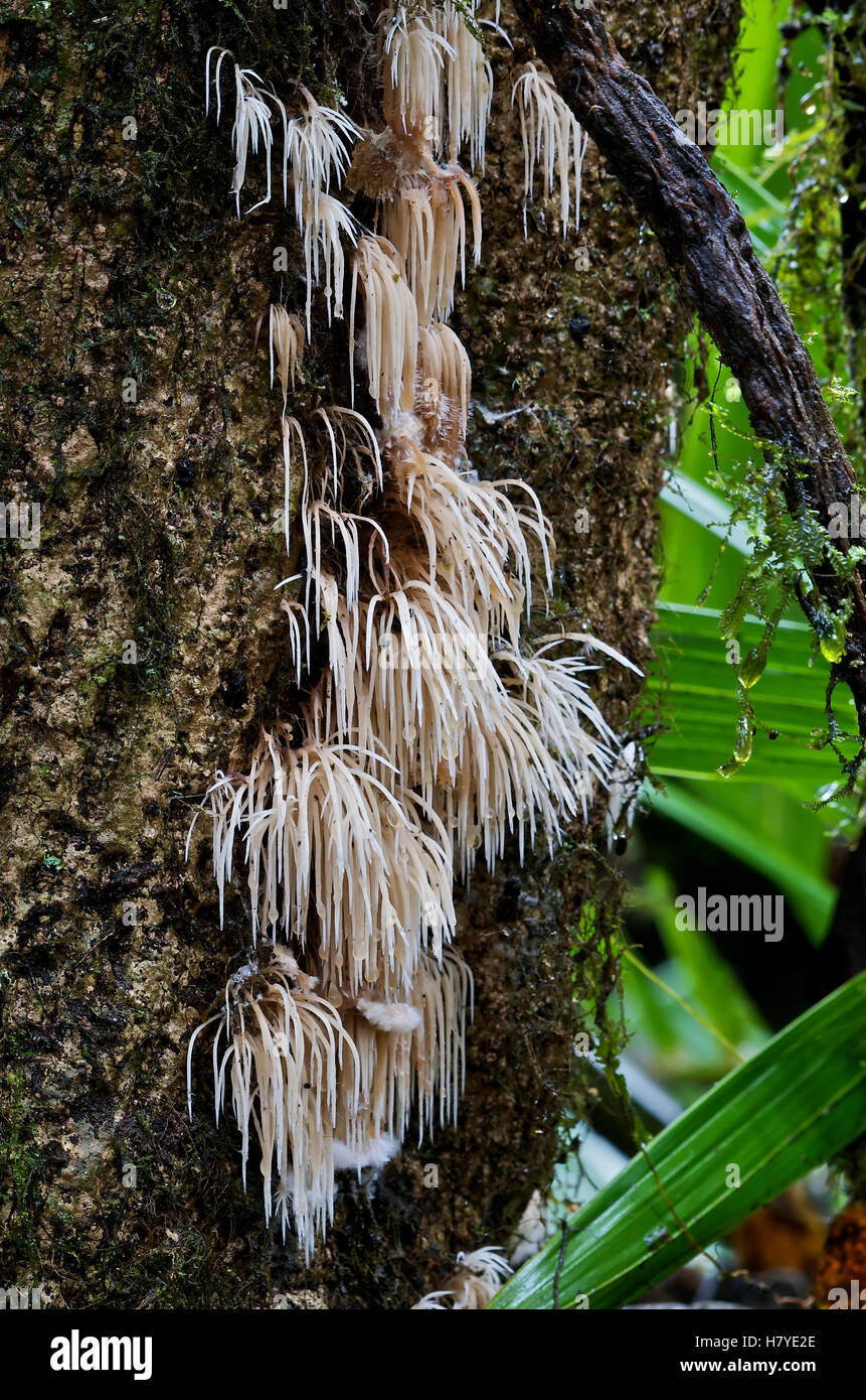 Mushroom (Deflexula subsimplex) group growing on tree trunk on west ...